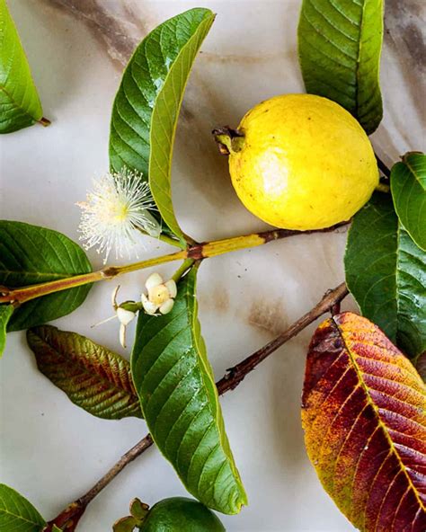 Pink Guava Tree