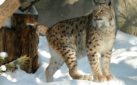 Wallpaper Forest Winter Wildlife Whiskers Lynx Savannah Snow