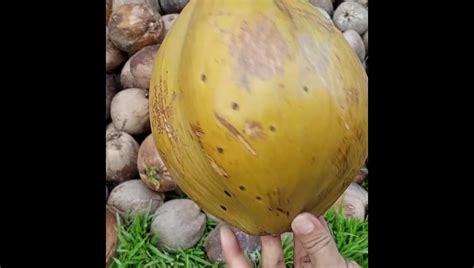 Coconut Maturity Detection Dataset And Pre Trained Model By Coconut
