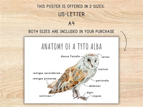 Owl Anatomy Of An Owl Homeschool Printable Montessori Resource Anatomy Poster Barn Owl Poster