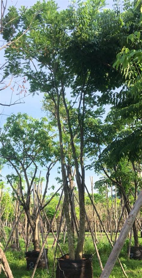 ☘️ต้นกระพี้จั่นหรือปี้จั่น☘️ ขนาดลำต้น8นิ้วความสูง5เมตร ต้นกระพี้จั่น