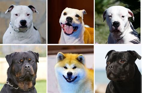 Razas De Perros Considerados Potencialmente Peligrosos Postposmo Postposmo