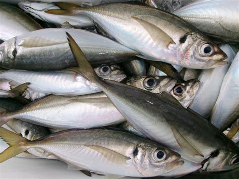 アジ大漁です！！−釣り船 鴨居大室 一郎丸【東京湾神奈川県横須賀三浦】