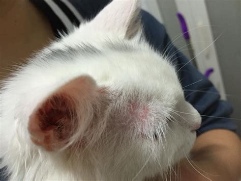 猫咪眼睛上方皮肤红肿 猫咪眼皮上方皮肤红 伤感说说吧