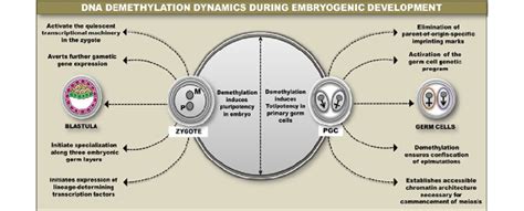 Dna Demethylation Dynamics During Embryogenesis The Figure Depicts The