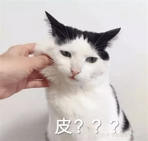 喂久了的流浪猫，还会记得经常喂它的人吗？ 知乎