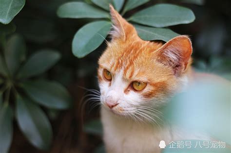 貓咪大清早給女主人帶回了一個「大禮」！女主人嚇得魂飛魄散！還將貓咪趕了出去！ Peekme