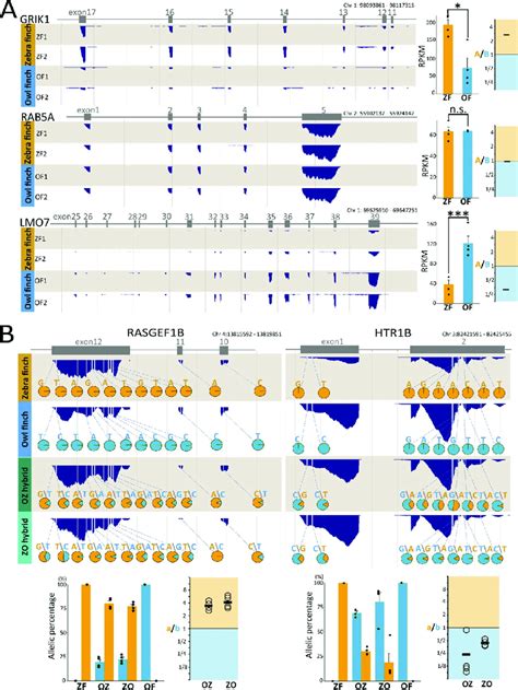 Species Differences In Gene Expression Between ZF And OF And ASE In F Download Scientific