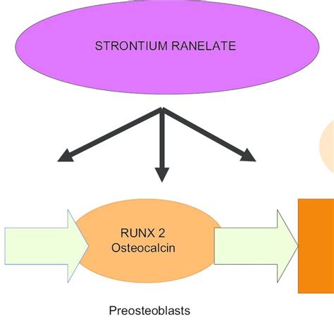 Figure Genes Activated By Strontium Ranelate Depend On The