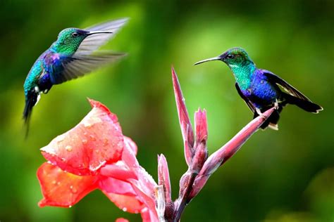 Male Vs Female Hummingbirds 6 Main Differences
