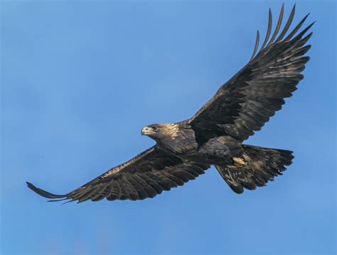 L Aquila Reale