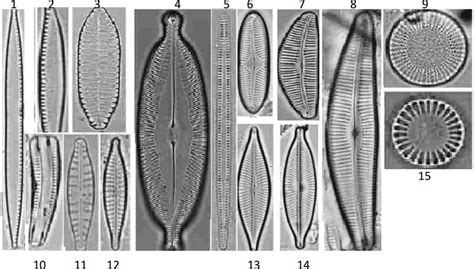 Most Common Diatoms From Iraqi Inland Water 1 2 Nitzschia Sp 3 4