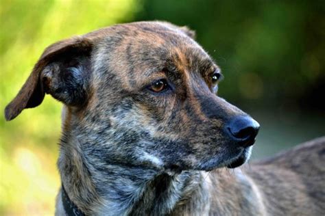 Treeing Tennessee Brindle Info Pictures Characteristics Facts Hepper Pet Resources