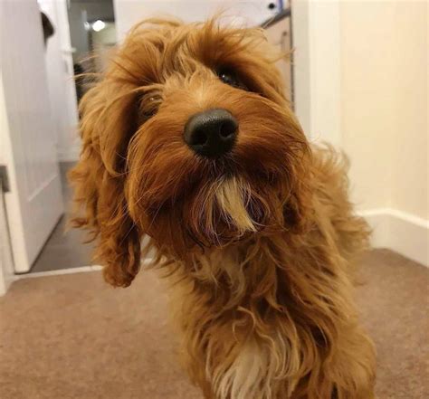 Loving Healthy Cockapoo Looking For New Home Dogs And Puppies For