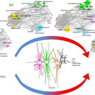The Mosaic Aetiology Of Obesity The Gut Microbiota Diversity Is Likely Download Scientific
