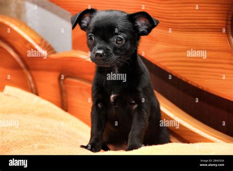 Black Chihuahua Mix Puppies
