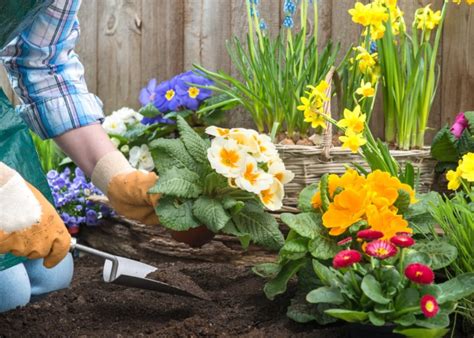 Какие цветы можно посадить на даче Fermerok Su