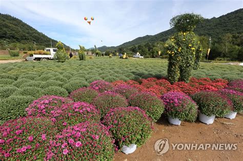 인제 가을꽃 축제 오세요 연합뉴스