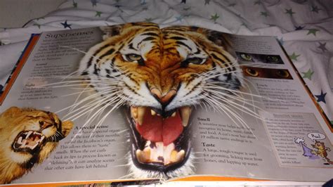 Big Cats Part 7 By Bawwolf On Deviantart