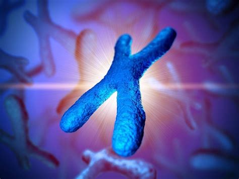 Gene Silencing Complexes Join Forces To Inactivate X Chromosomes