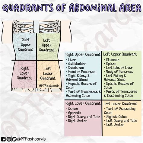 Pt Flashcards On Twitter Abdominal Quadrants Reference Tortora