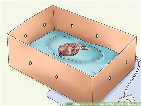 How To Care For An Injured Wild Bird That Cannot Fly