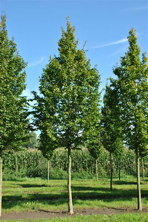 Carpinus Betulus A Beeckman Carpinus Betulus A Beeckman Van Den Berk Nurseries