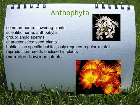 Plantae Examples With Scientific Names