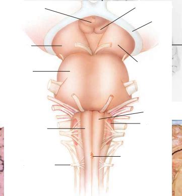 Chapter Image Anterior Brainstem Diagram Quizlet