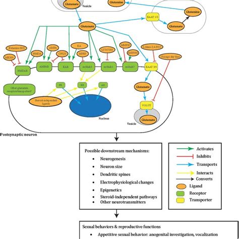 A Summary Illustrating How Glutamate May Facilitate Female Sexual