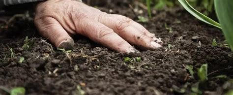 Conozca Algunas Técnicas Para Incrementar La Materia Orgánica Del Suelo