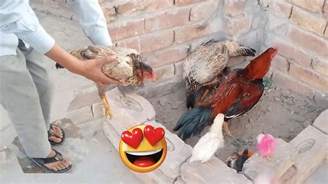 Aseel Murgi Bhi Ley Li 😍 Youtube