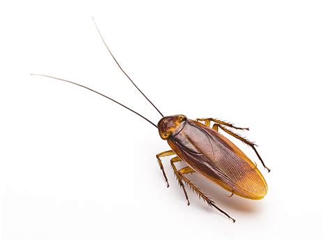 Cockroach Allergy