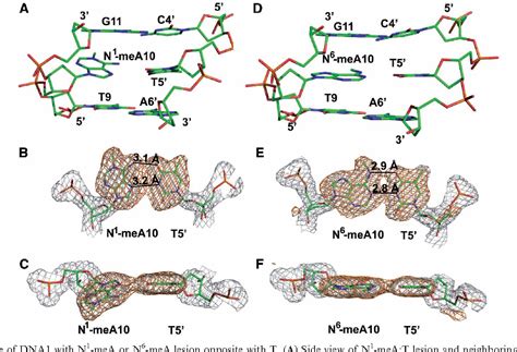 Figure 1 From Structure Determination Of Dna Methylation Lesions N1 Mea And N3 Mec In Duplex Dna