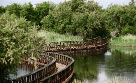 Tablas de Daimiel Características Flora Fauna y Valor Ecológico del