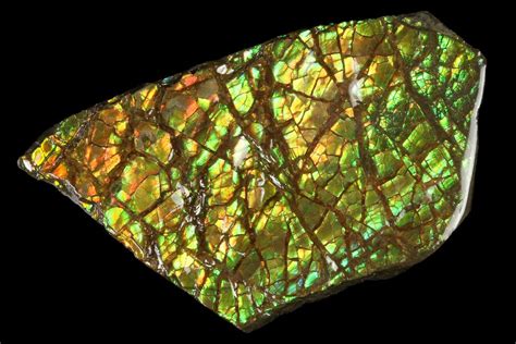 1 81 Iridescent Ammolite Fossil Ammonite Shell Alberta Canada