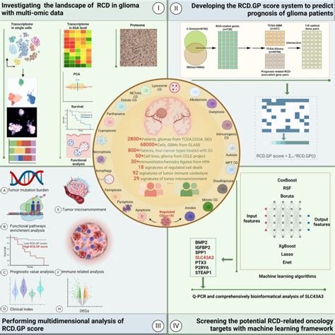 基于机器学习的调节性细胞死亡研究，用于预测神经胶质瘤患者的预后和免疫治疗反应 Scientific Reports X Mol