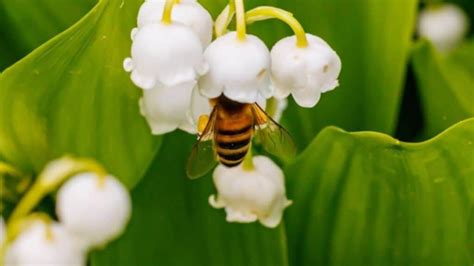How To Plant Grow And Care For Lily Of The Valley