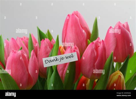 Dank Je Wel Which Means Thank You In Dutch Card With Pink Roses Stock