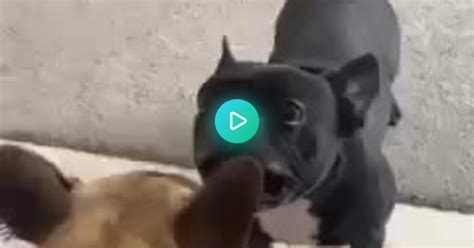 Oh You Did Not Just Bark At Me Album On Imgur