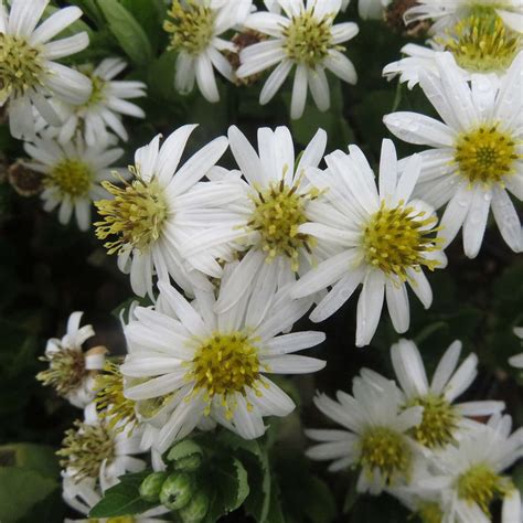Aster Aster Ageratoides Starshine Weiß