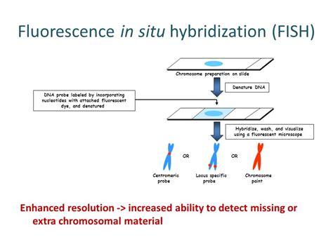 Fluorescence In Situ Hybridization