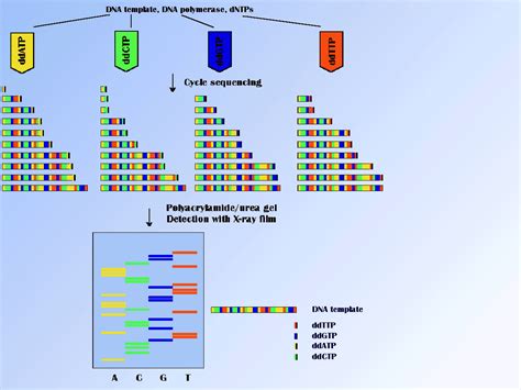 Primary Structure Of Dna