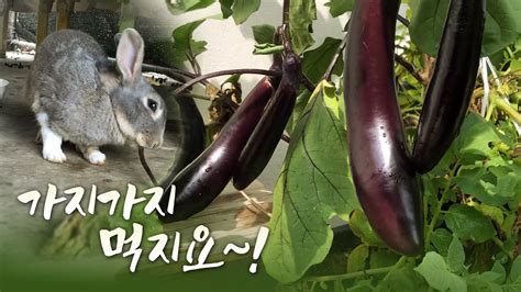 토끼는 가지가지 먹지요~ 토끼 가지 옥상 텃밭 농장 Youtube