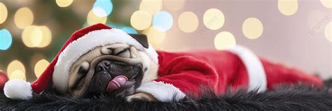 Black Pug Background Images Hd Pictures And Wallpaper For Free