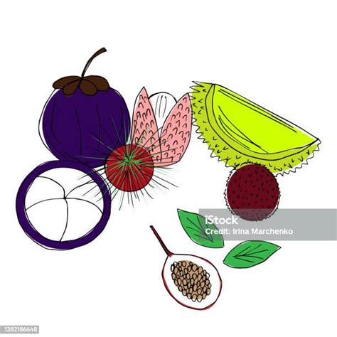 컨셉 디자인을 위해 원에 배치 된 낙서 의 스타일로 패션 과일과 망고스틴 또는 열매에서 손으로 그린 여러 가지 빛깔의 과일 요소 세트 개체 그룹에 대한 스톡 벡터 아트 및