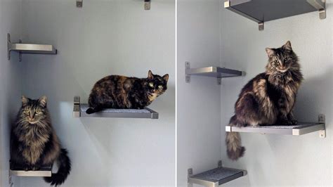 12 Purrfect Ikea Hacks To Spoil Your Cat Rotten Homedude