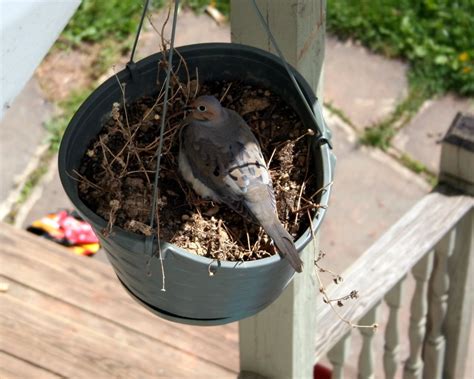 Mourning Dove Nest Photos By Taryn New Jersey Bird Photos