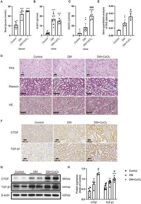 Figure 2 From Lipid Nephrotoxicity Mediated By Hif 1α Activation