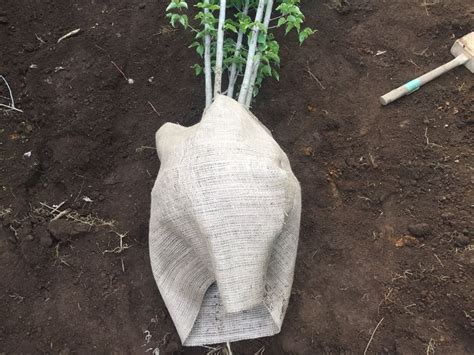 庭づくりや樹木移植根巻きやり方ポイントをご紹介